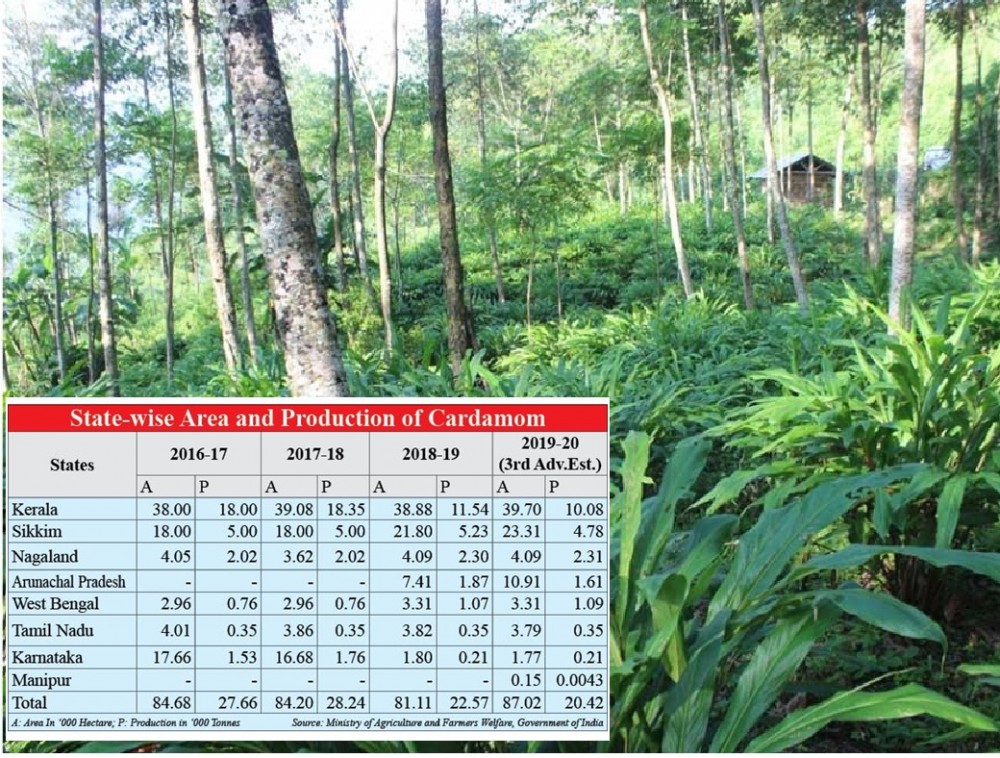 Nagaland becoming a leading cardamom producer in India | MorungExpress ...