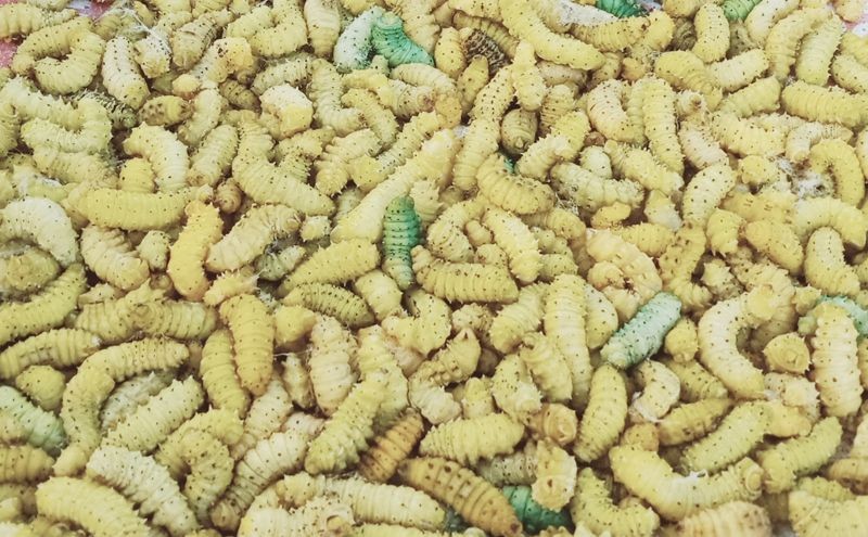 Eri culture integral to people of Nagaland | MorungExpress ...