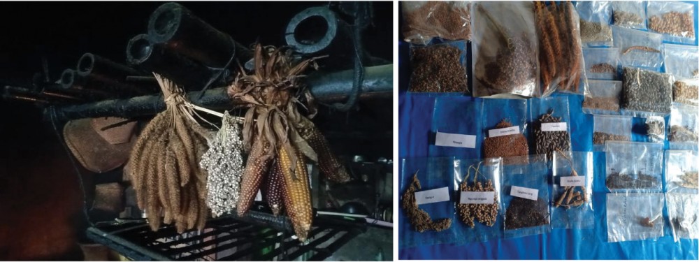 Nagaland: How endangered are indigenous crops? | MorungExpress ...